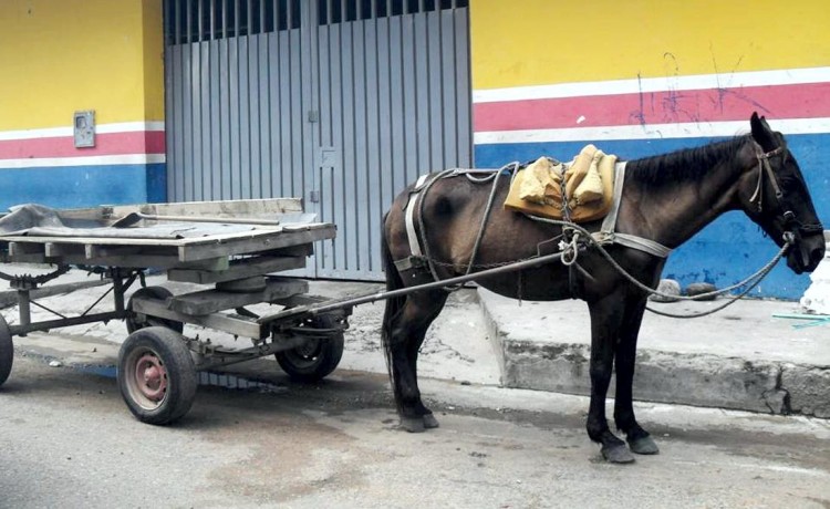 Vehículos de tracción animal ya no podrán utilizarse en Colombia