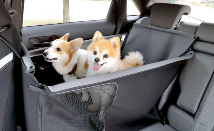 ¿Cómo darle un viaje cómodo y seguro a su perro? Honda tiene la solución