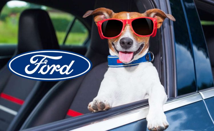 Ford patenta el 'Modo mascota' para la seguridad de los animales cuando ...