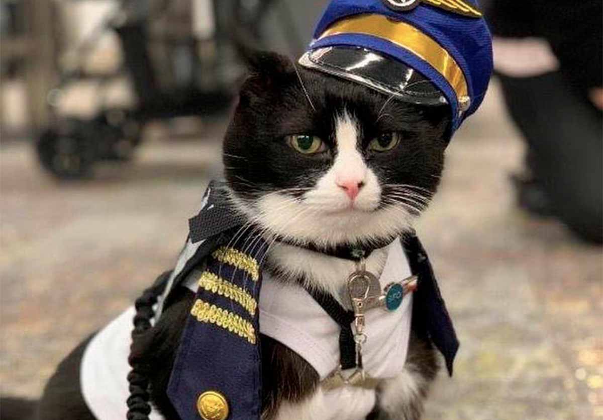 Aeropuerto de San Francisco, EE.UU., contrató un gato para una labor ...